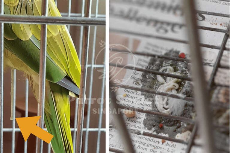 24 Parrot Diseases and Health Conditions to be Aware Of