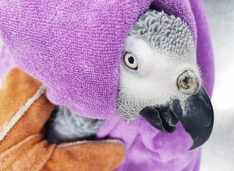 24 Parrot Diseases and Health Conditions to be Aware Of