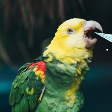 Why Parrots Talk And How To Teach Them