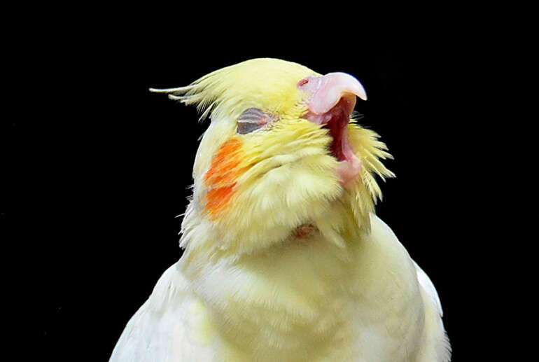 Do Birds Fart or Burp?