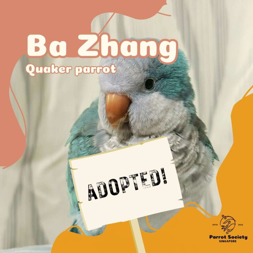 Adopt A Parrot From Us