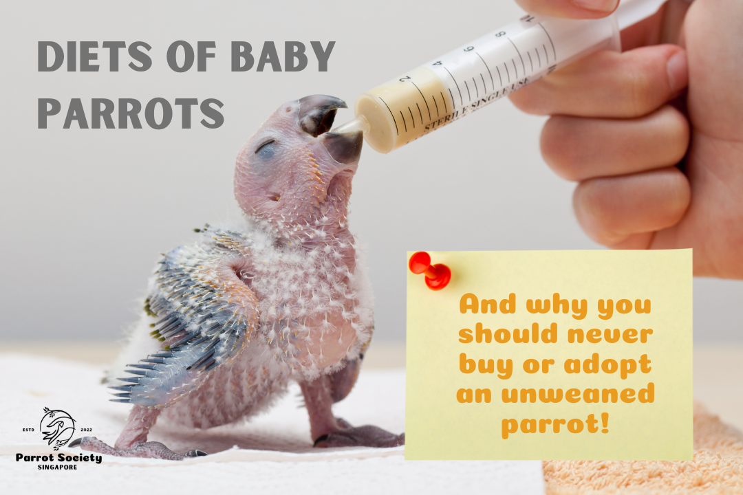 Diets of Baby and Juvenile Parrots