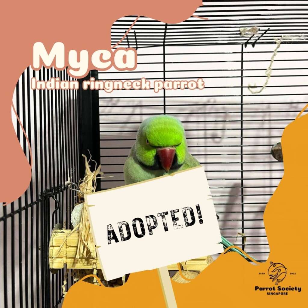 Adopt A Parrot From Us