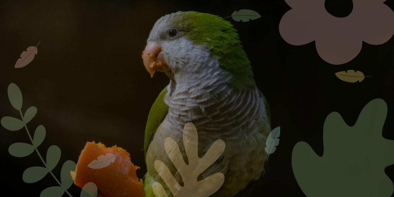 How Much Do Parrots Typically Weigh?