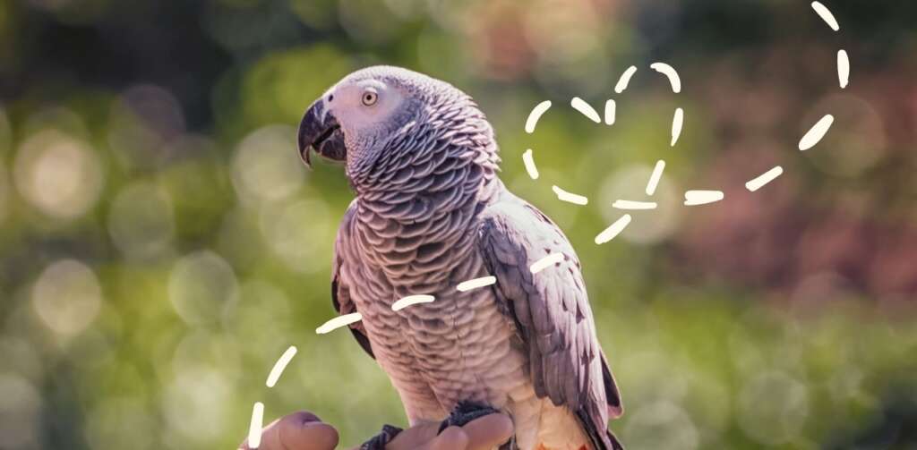 24 Parrot Diseases and Health Conditions to be Aware Of