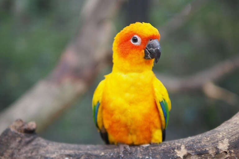 Commonly Kept Parrots in Singapore